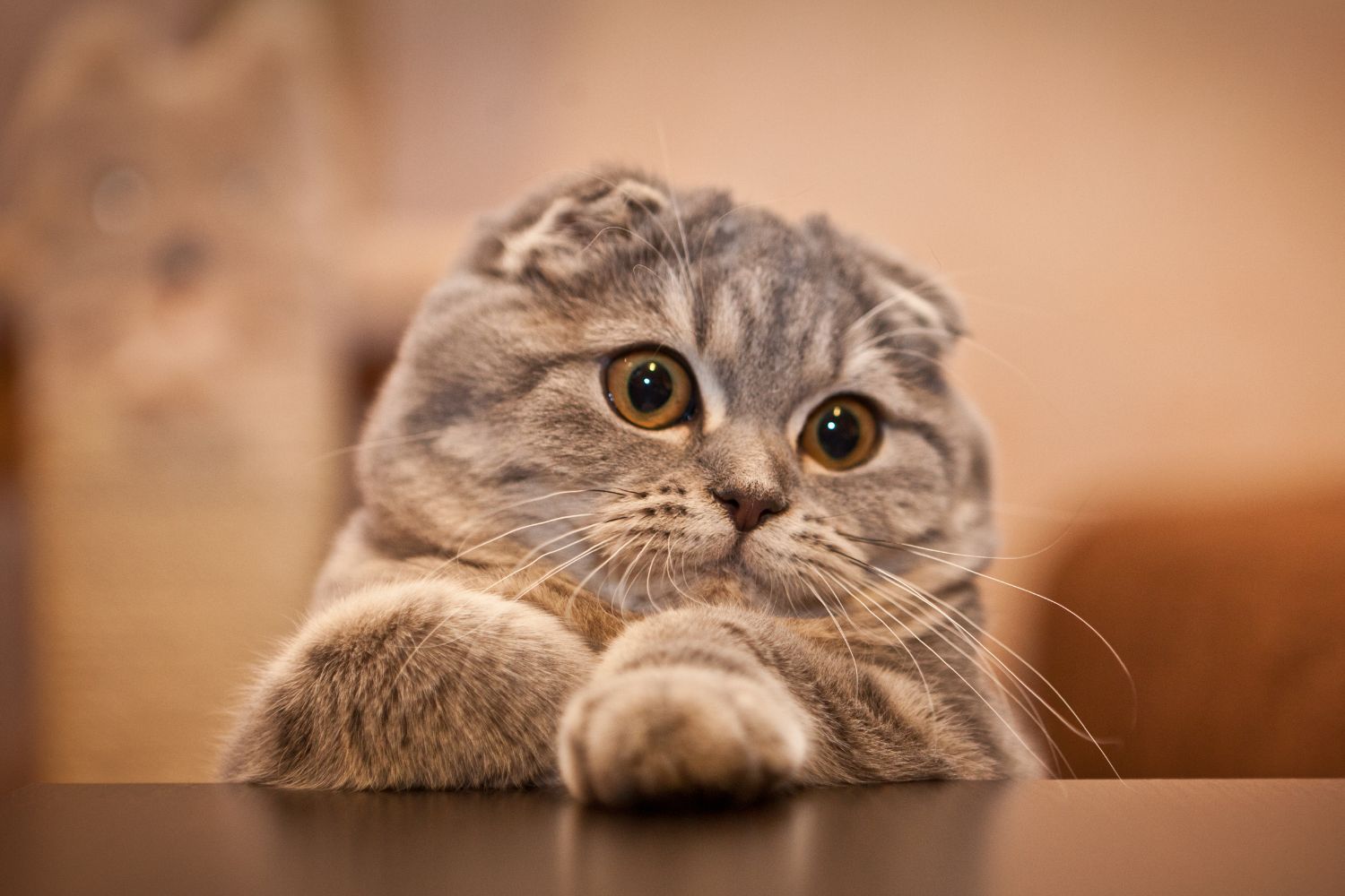 Scottish Fold Kittens Taylor Swift