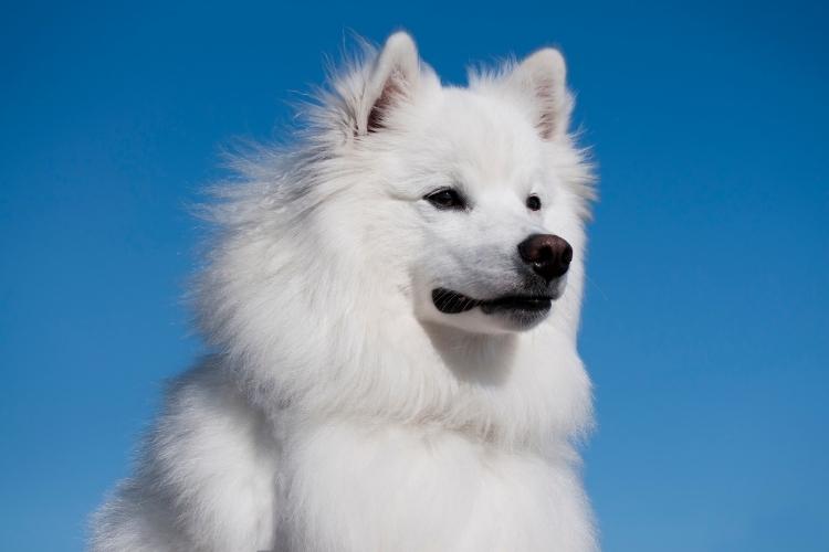 American Eskimo Dog Day | Holiday Smart