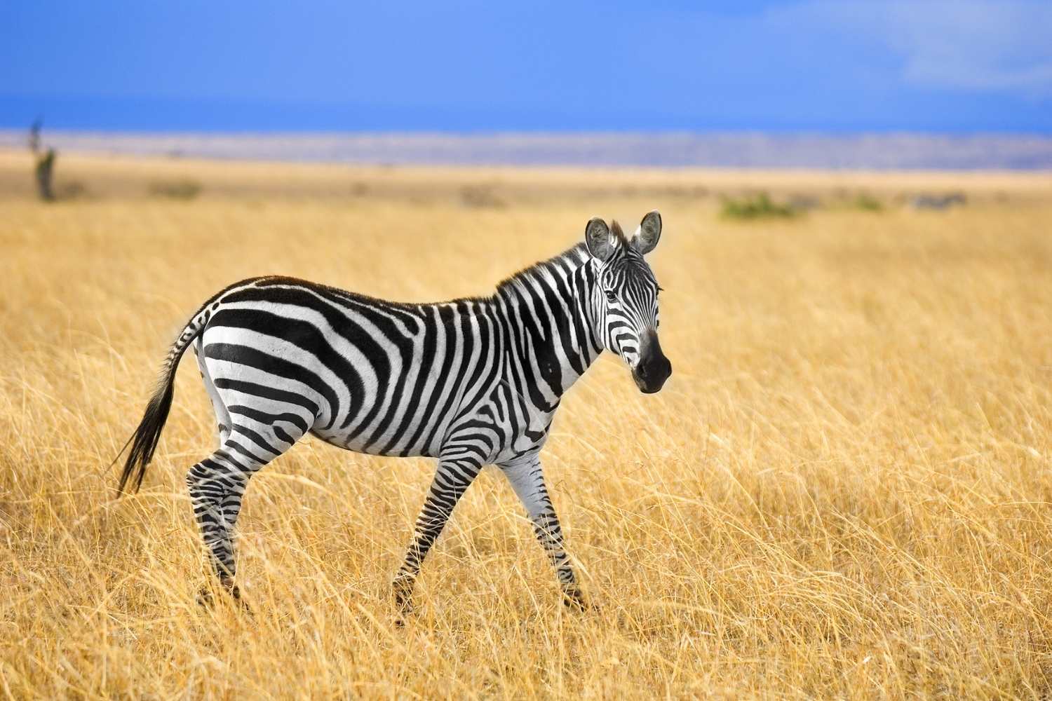 Zebra Day | Holiday Smart