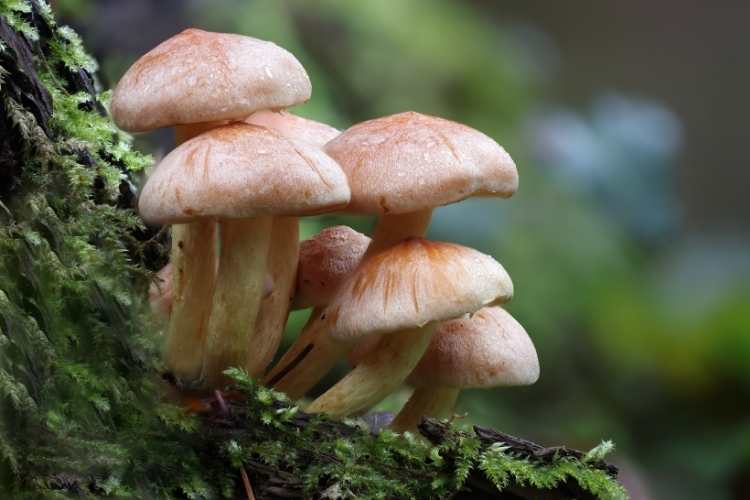 Mushroom Day | Holiday Smart