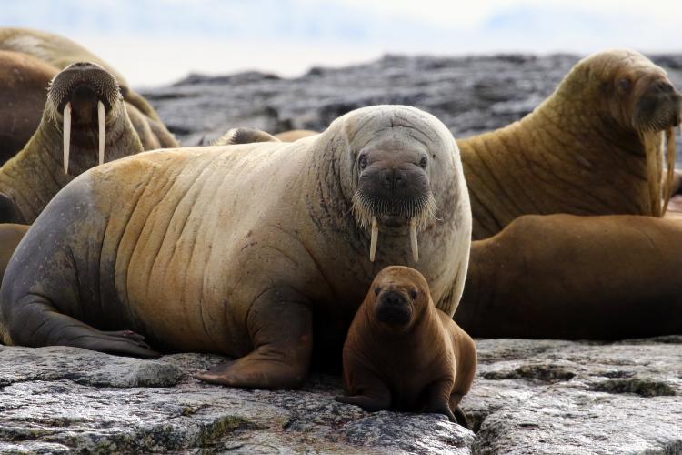 World Walrus Day | Holiday Smart