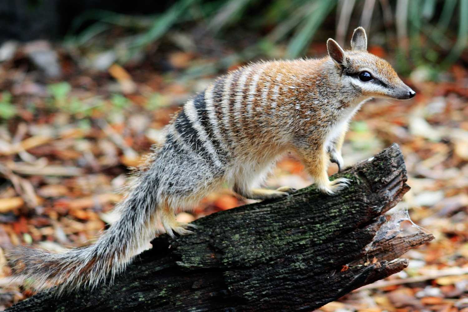World Numbat Day | Holiday Smart
