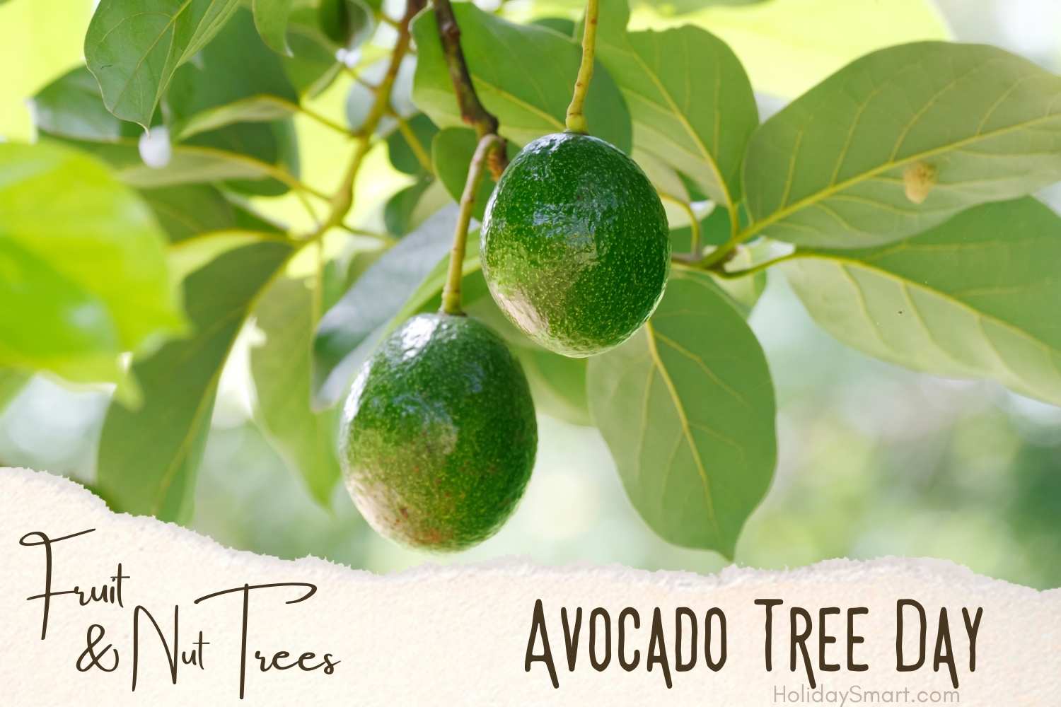 Avocado Tree Day | Holiday Smart