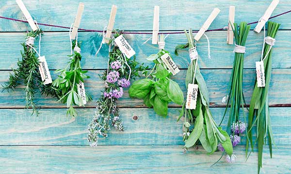 Herb Day | Holiday Smart