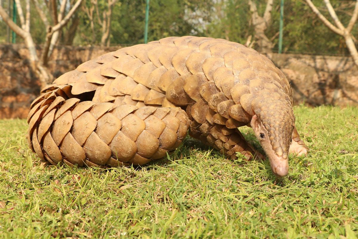 World Pangolin Day | Holiday Smart