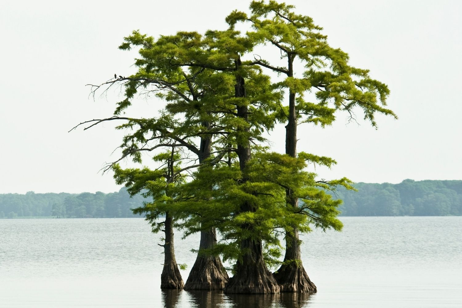 Bald Cypress Tree Day Holiday Smart Bald Cypress Tree Day Holiday Smart