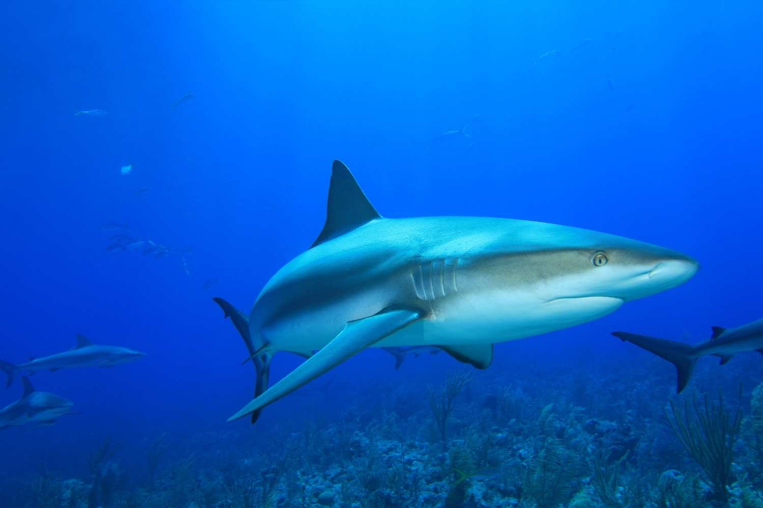 Fintastic Friday | Holiday Smart