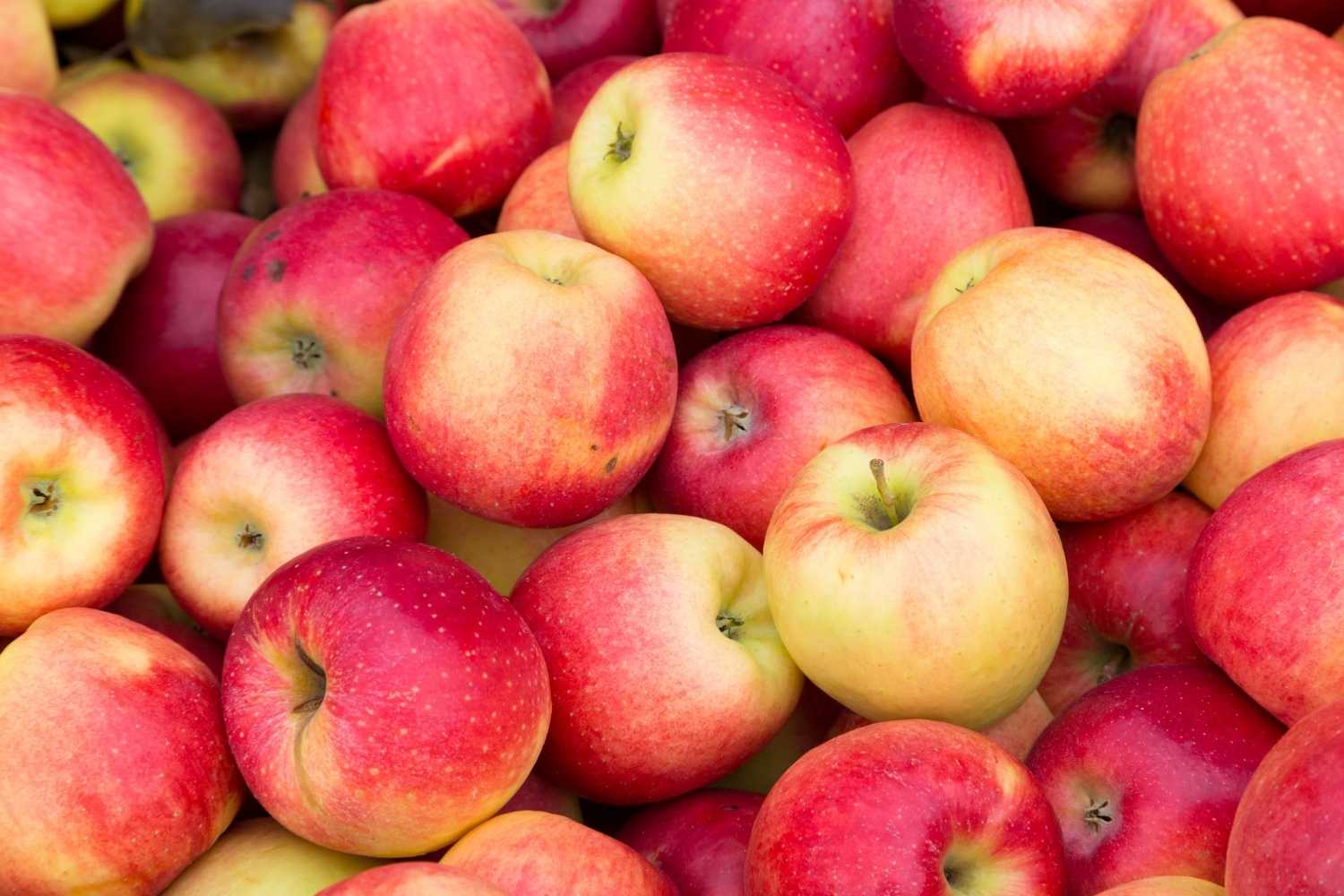 German Apples Day | Holiday Smart