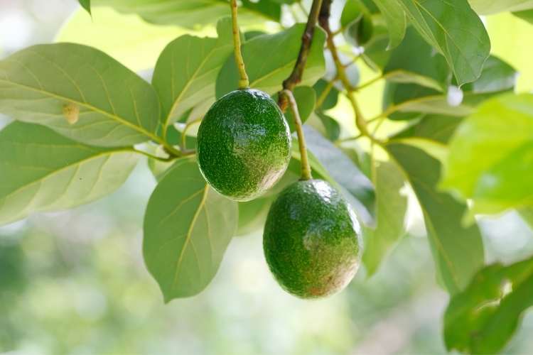 Avocado Tree Day | Holiday Smart