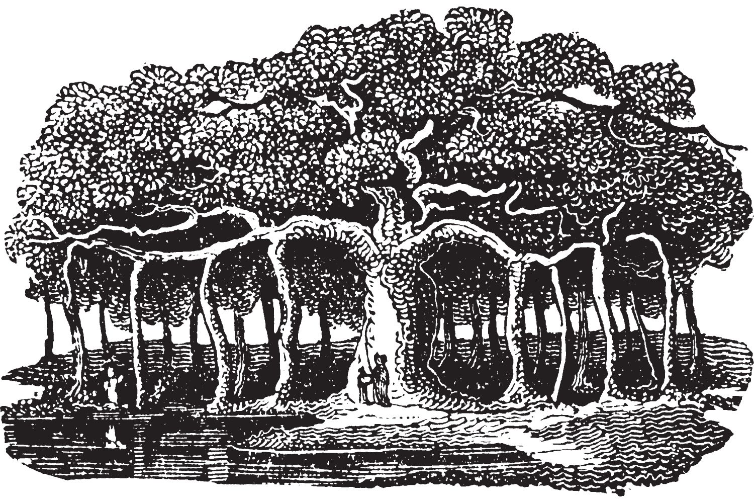 Banyan Tree Drawing For Kids