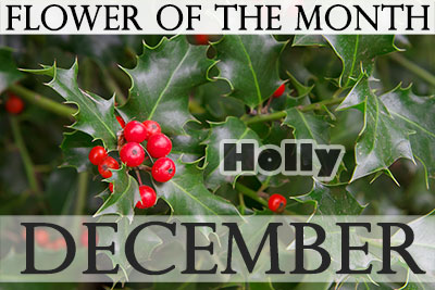 December's Birth Flowers | Holiday Smart