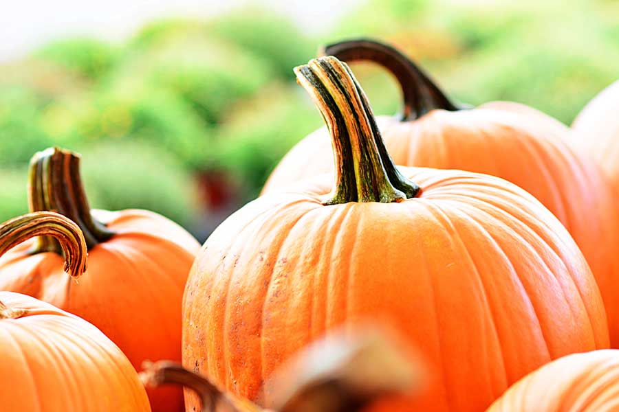 History of the Jack-o-Lantern | Holiday Smart