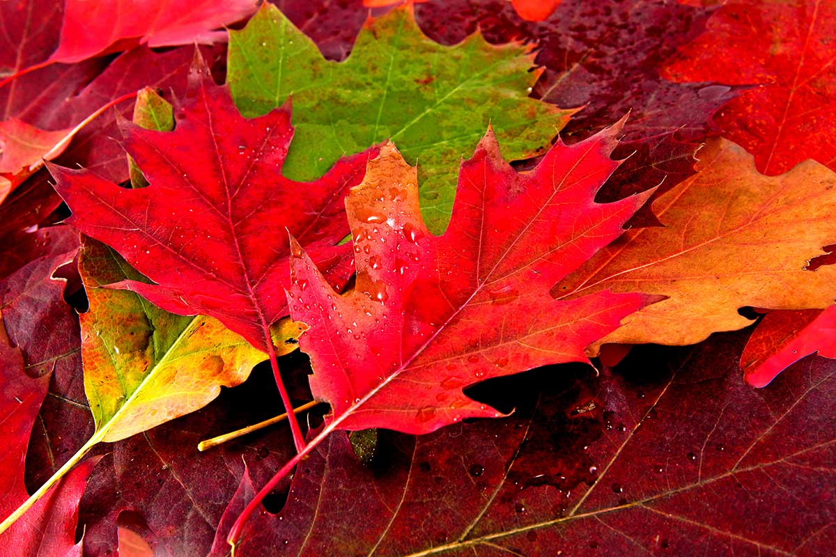 7 Crafts Using Leaves | Holiday Smart