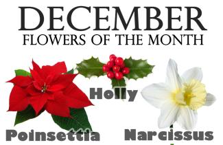 Flowers of the Month | Holiday Smart